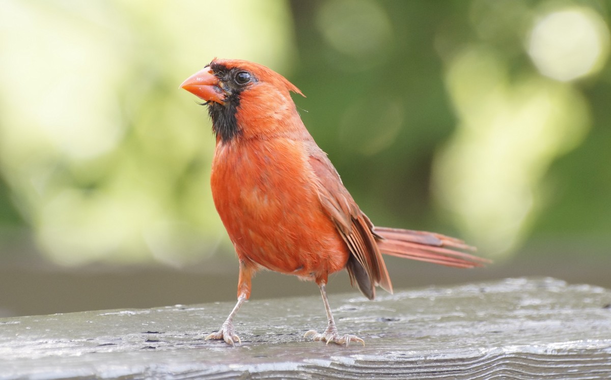 ML178851831 Northern Cardinal Macaulay Library ML178851831 Northern Cardinal Macaulay Library