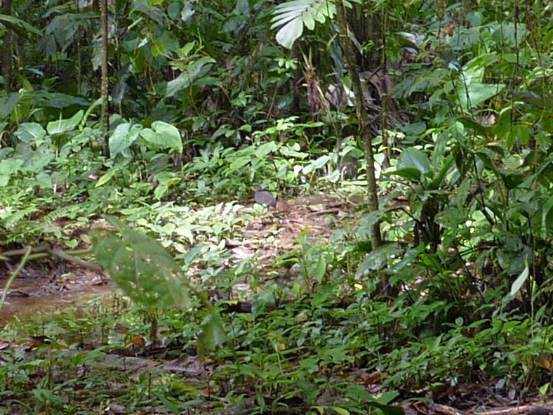 Berlepsch's Tinamou - eBird