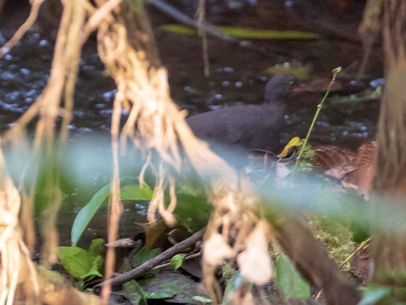 Berlepsch's Tinamou - eBird