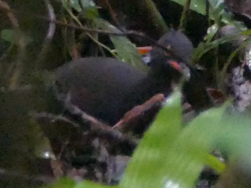 Berlepsch's Tinamou - eBird