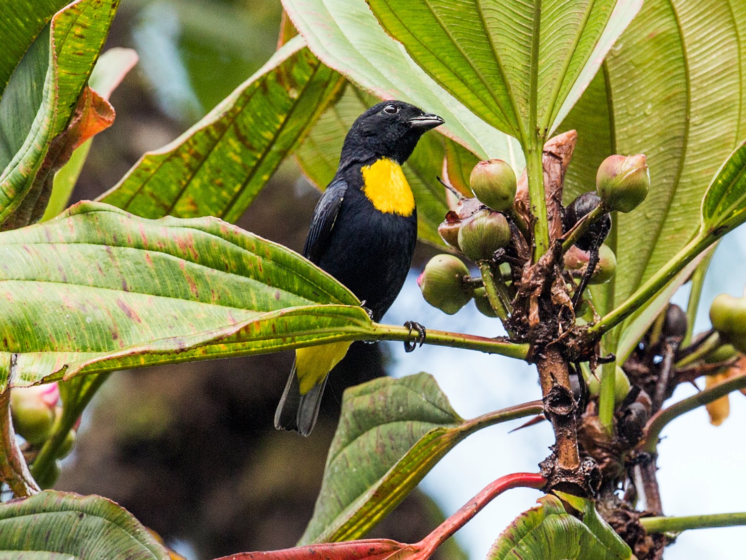 Golden-chested Tanager - eBird