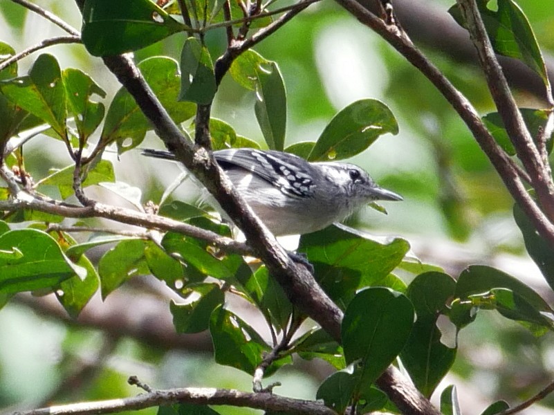 Todd's Antwren - eBird