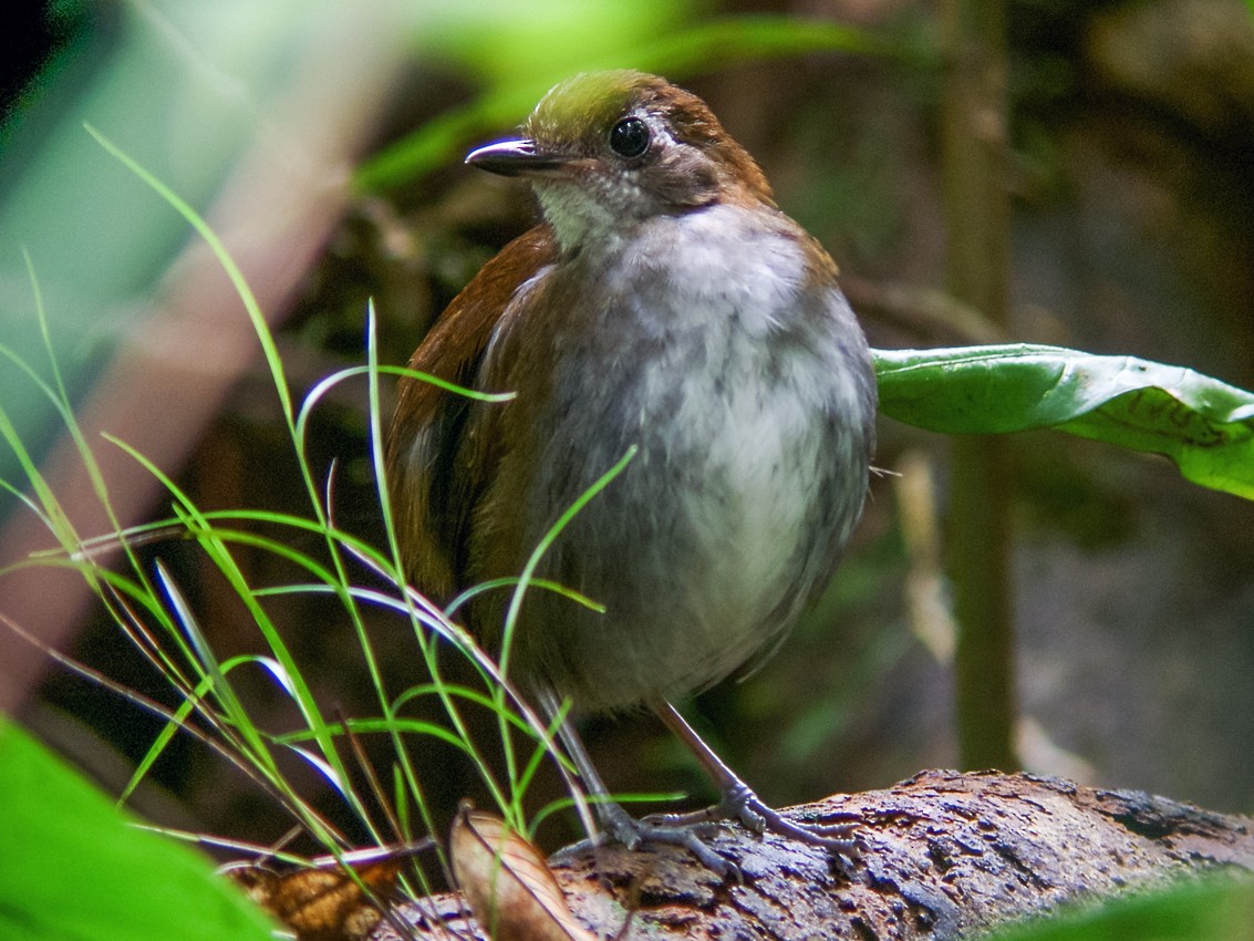 torom-de-peito-pardo - eBird