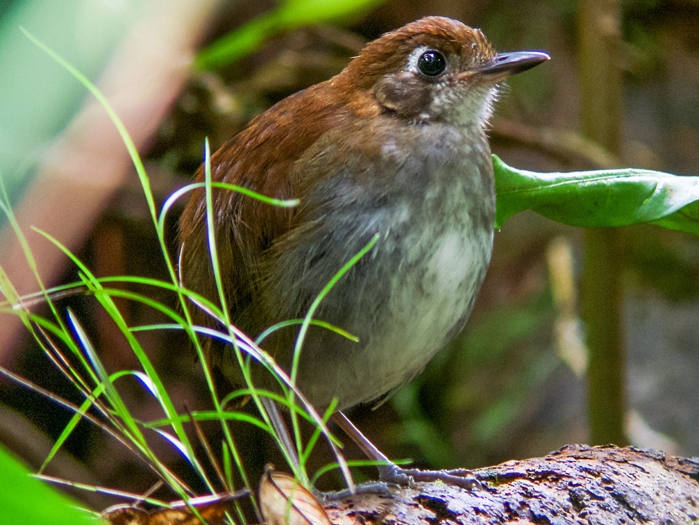Tepui Antpitta - Myrmothera simplex - Birds of the World