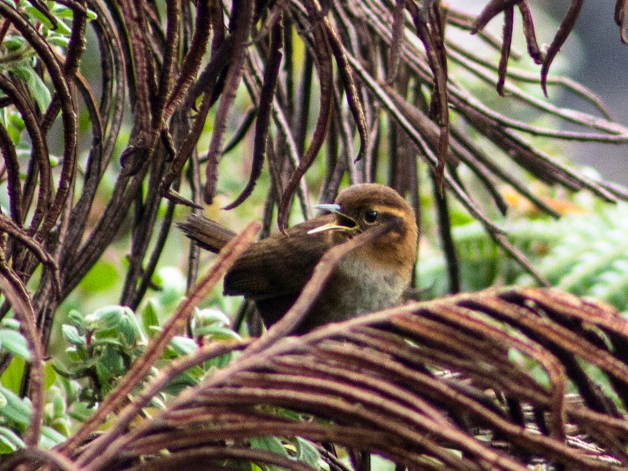 Tepui Wren - eBird
