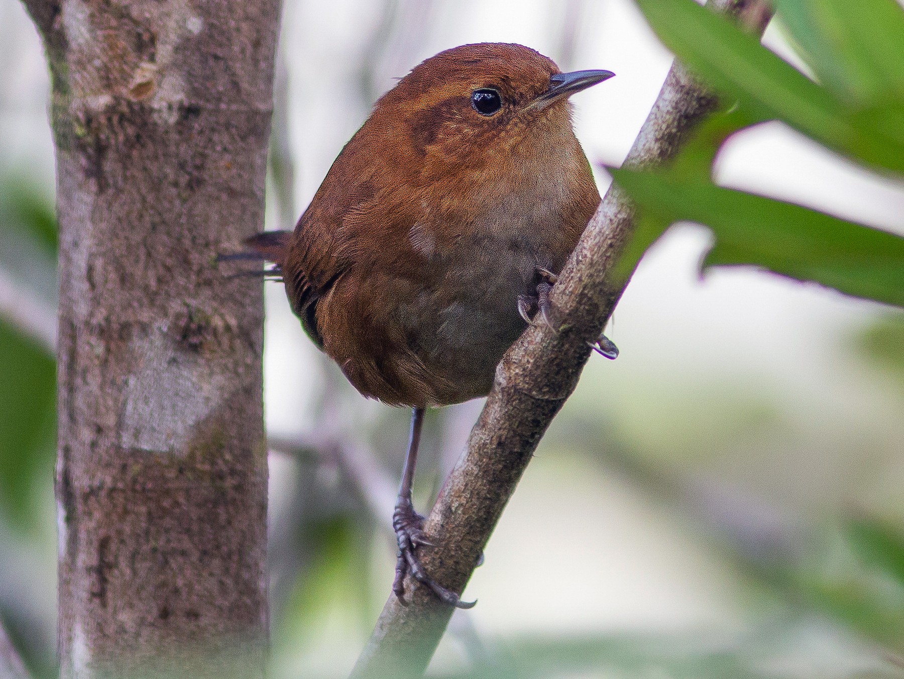 Tepui Wren - eBird