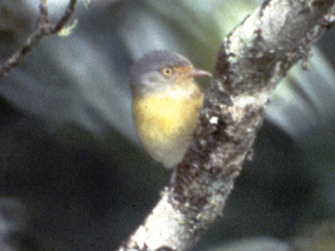 Tepui Vireo - eBird