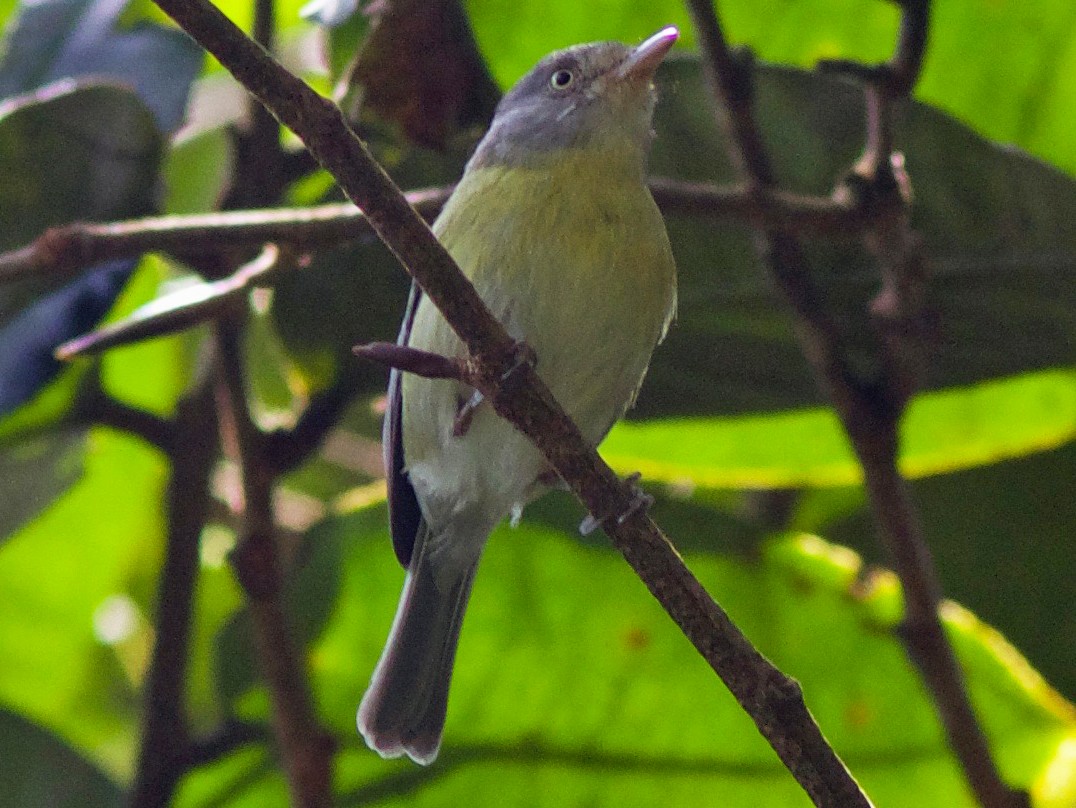 Tepui Vireo - Vireo sclateri - Birds of the World