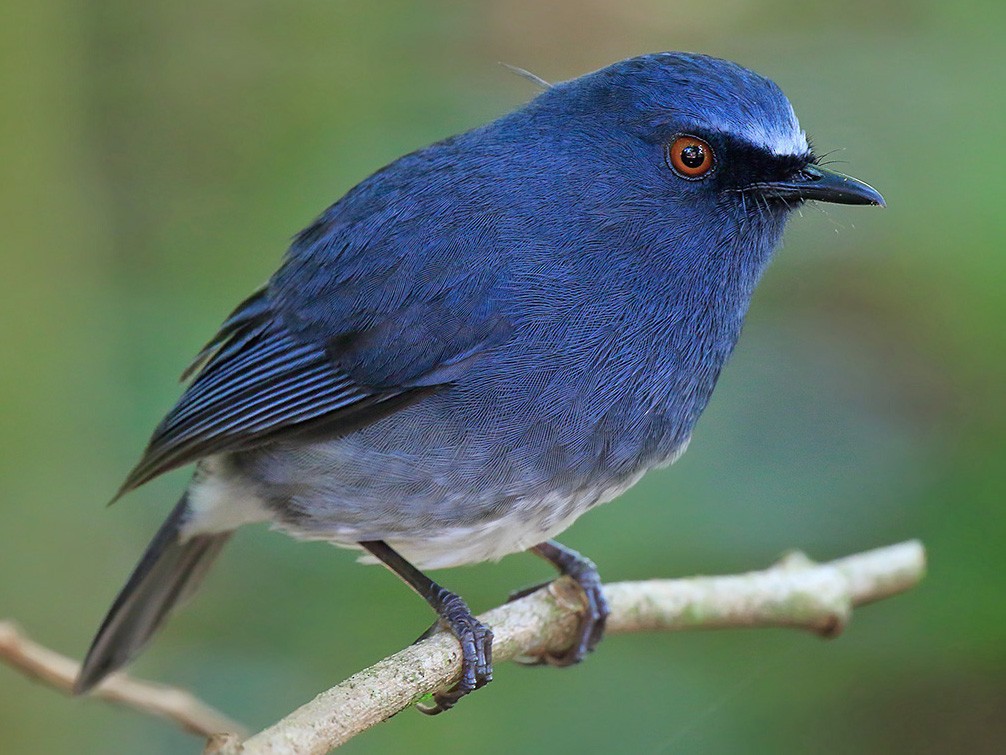 White-bellied Sholakili - eBird