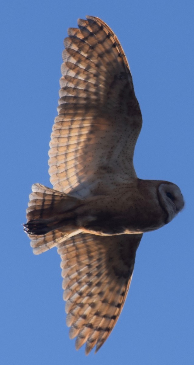 eBird Checklist - 25 Sep 2019 - Pt. Reyes--Mendoza Ranch (B Ranch) - 29 ...