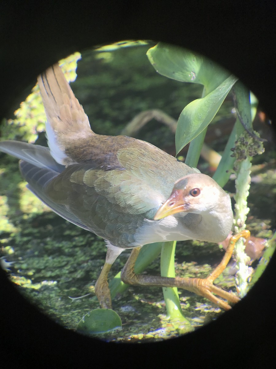 eBird Checklist - 26 Sep 2019 - John Heinz NWR--impoundment (Philadelphia Co.) - 41 species
