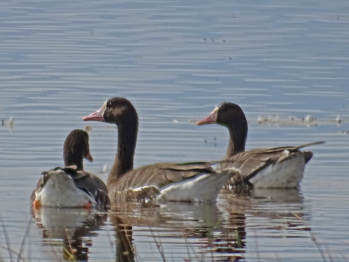 eBird Checklist - 7 Sep 2019 - Summer Lake Wildlife Area - 57 species