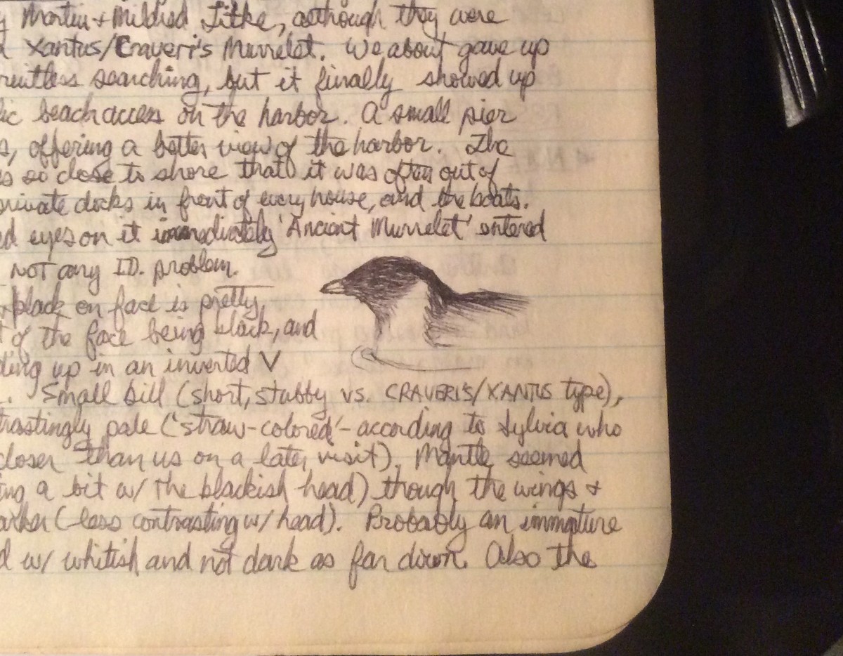 eBird Checklist - 11 Nov 1986 - Lower Newport Bay - 12 species (+1 ...