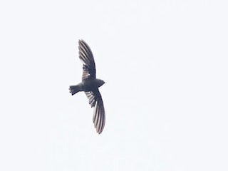 Madagascar Spinetail - eBird