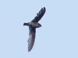 Madagascar Spinetail - eBird