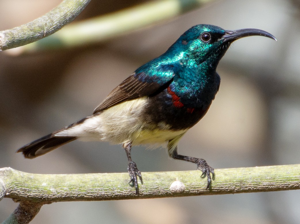 Souimanga Sunbird - Cinnyris sovimanga - Birds of the World