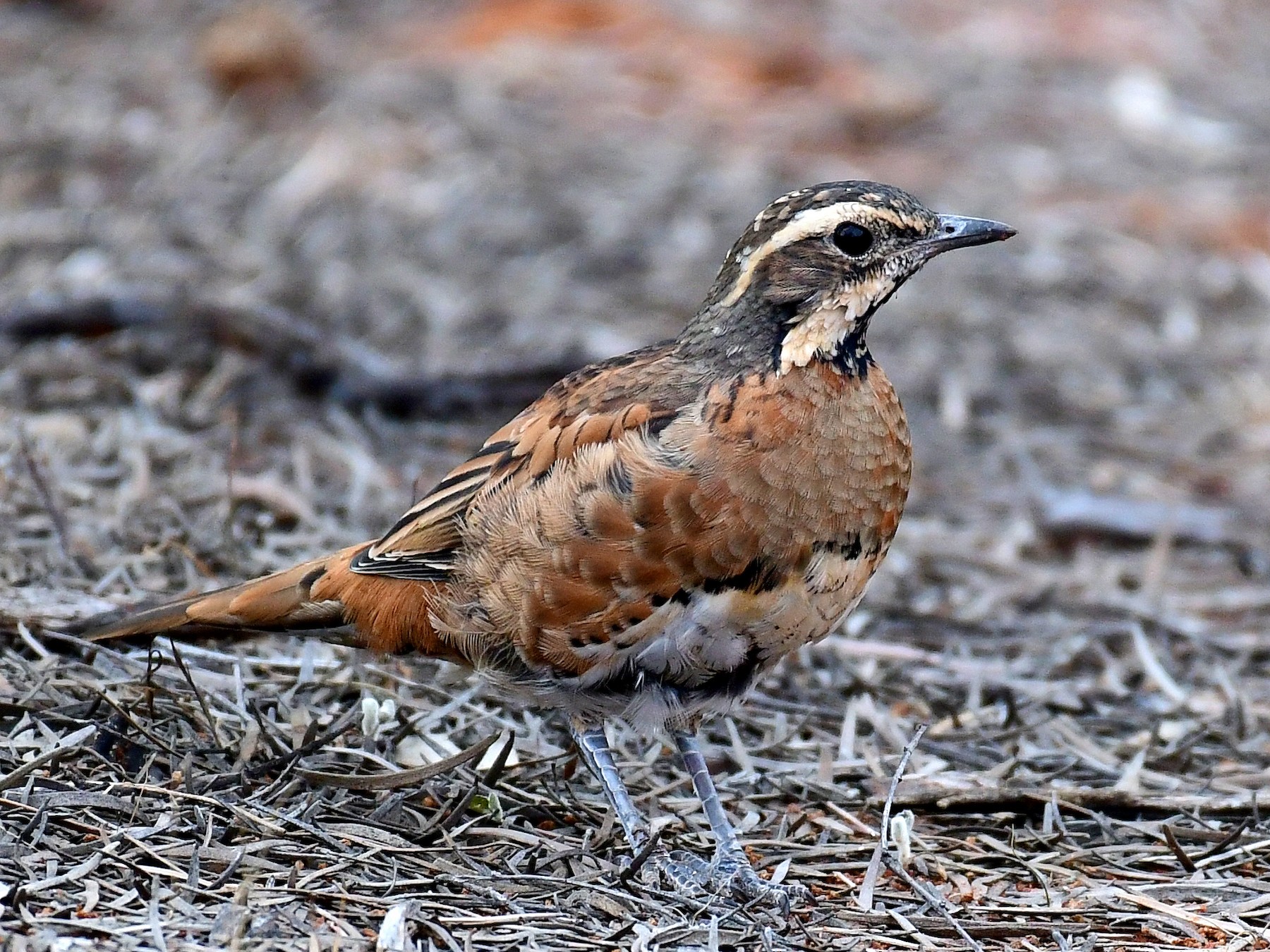 Chestnut-breasted Quail-thrush - eBird