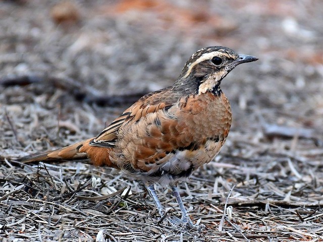 Photos - Chestnut-breasted Quail-thrush - Cinclosoma castaneothorax ...