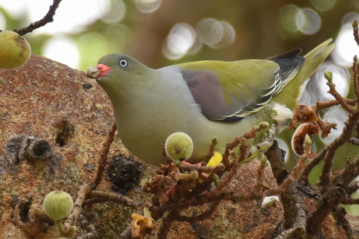 ML179265101 - African Green-Pigeon - Macaulay Library