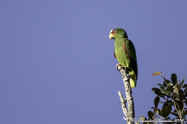 White Fronted Amazon