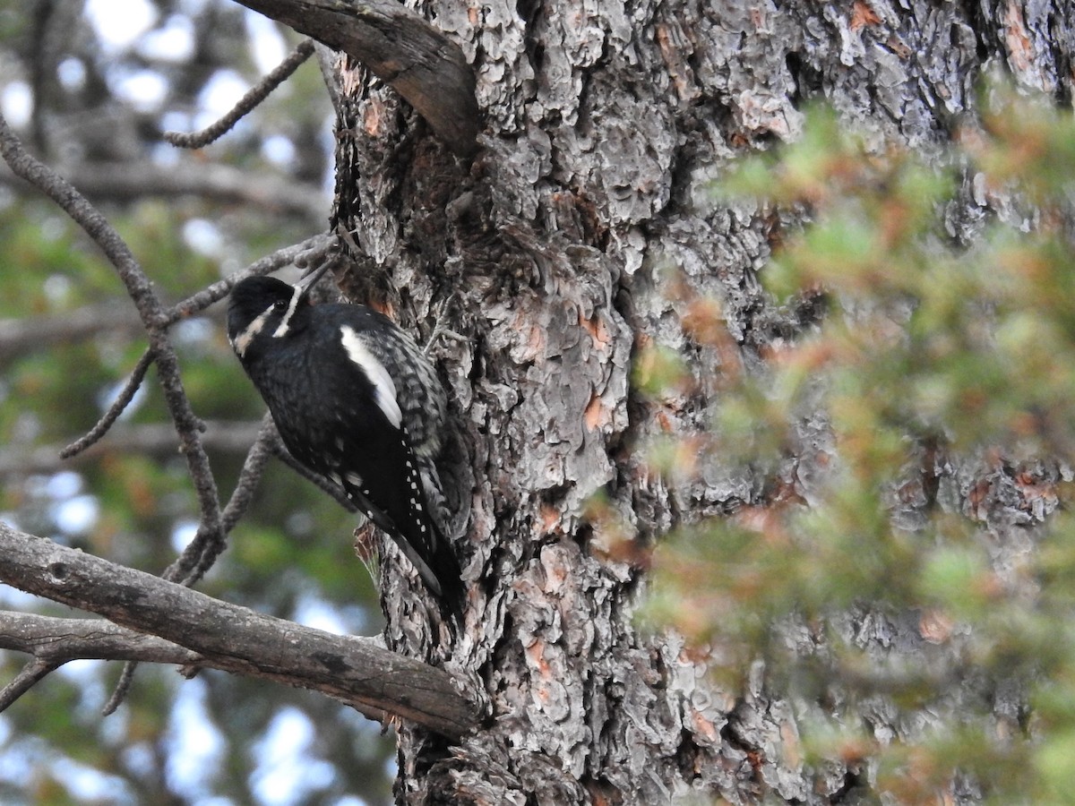 eBird Checklist - 28 Sep 2019 - Gray Back Peak Trail - 16 species