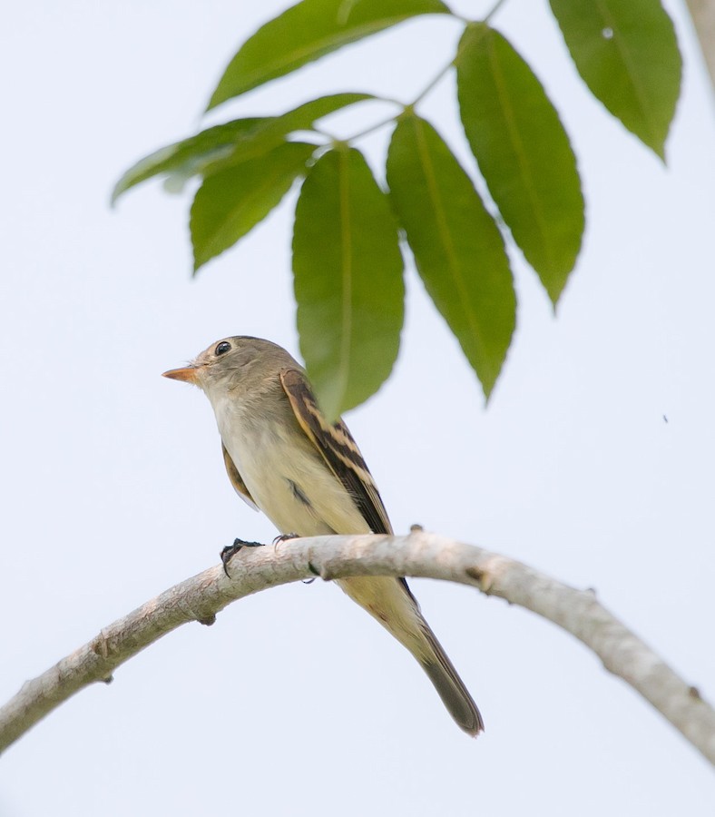 Empidonax sp. - eBird