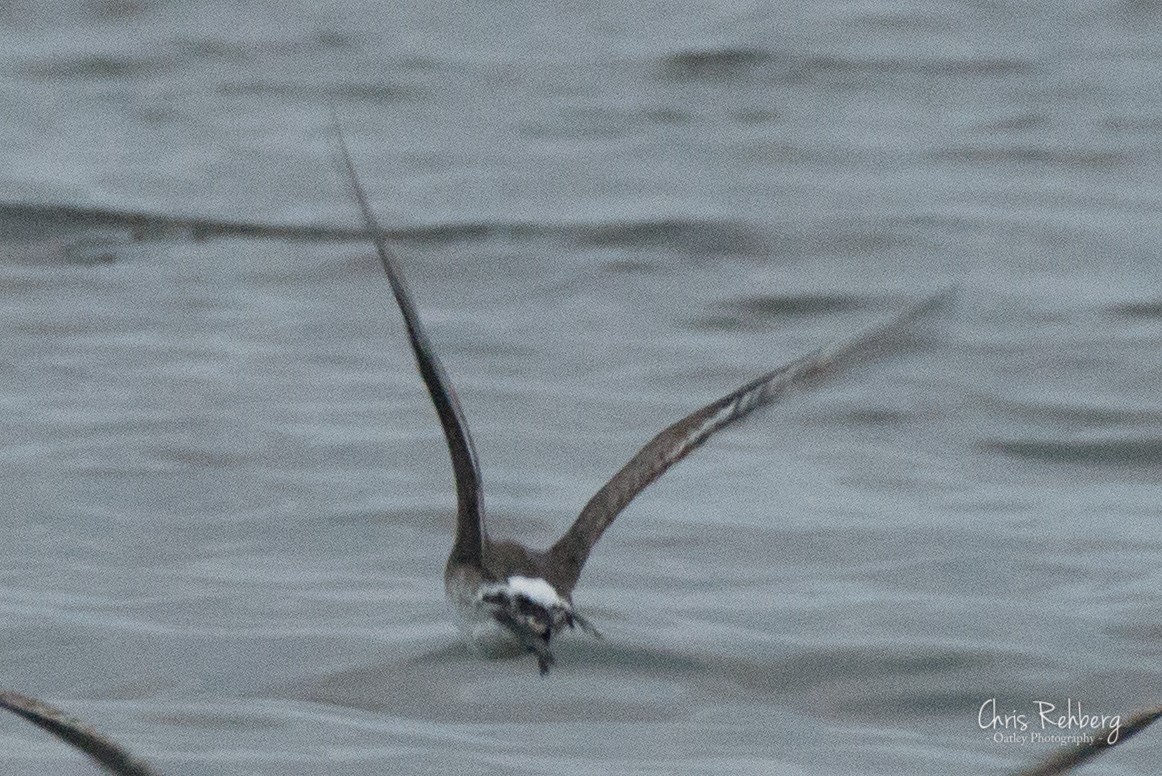 eBird Checklist - 30 Sep 2019 - Claydon Reserve Playground, Kogarah Bay ...