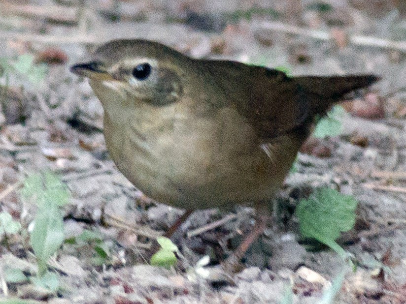 Chinese Bush Warbler - eBird