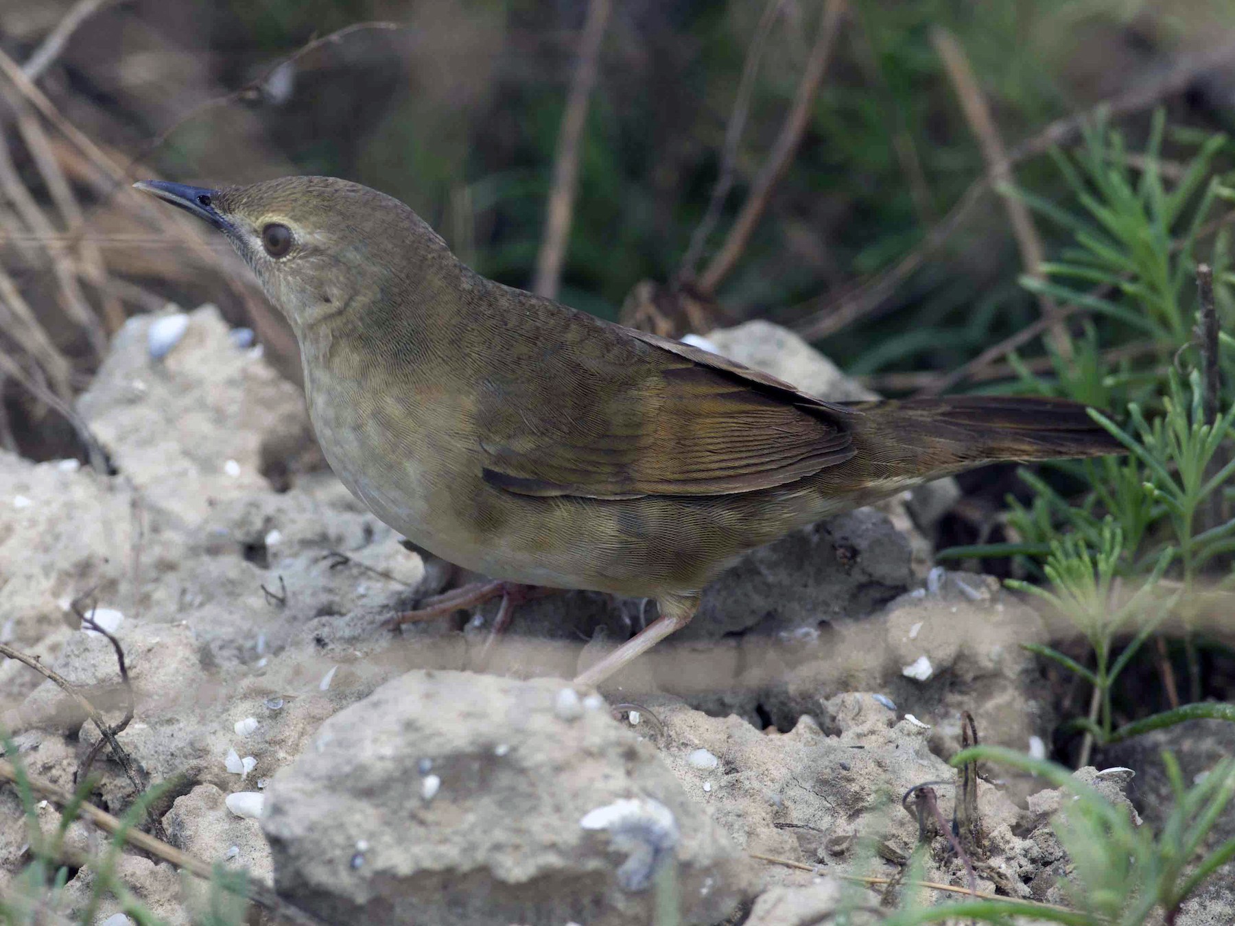 Chinese Bush Warbler - eBird