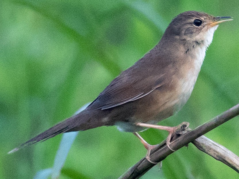 Brown Bush Warbler - eBird