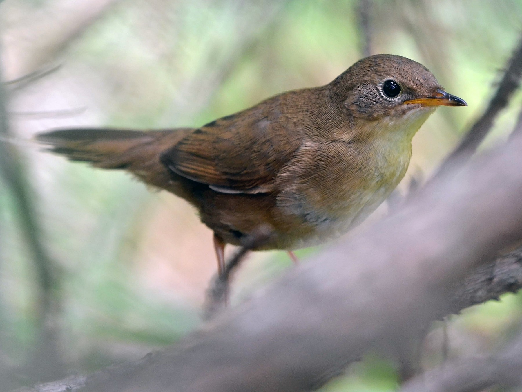 Brown Bush Warbler - eBird