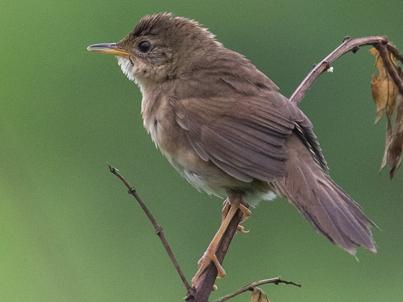 Brown Bush Warbler - eBird
