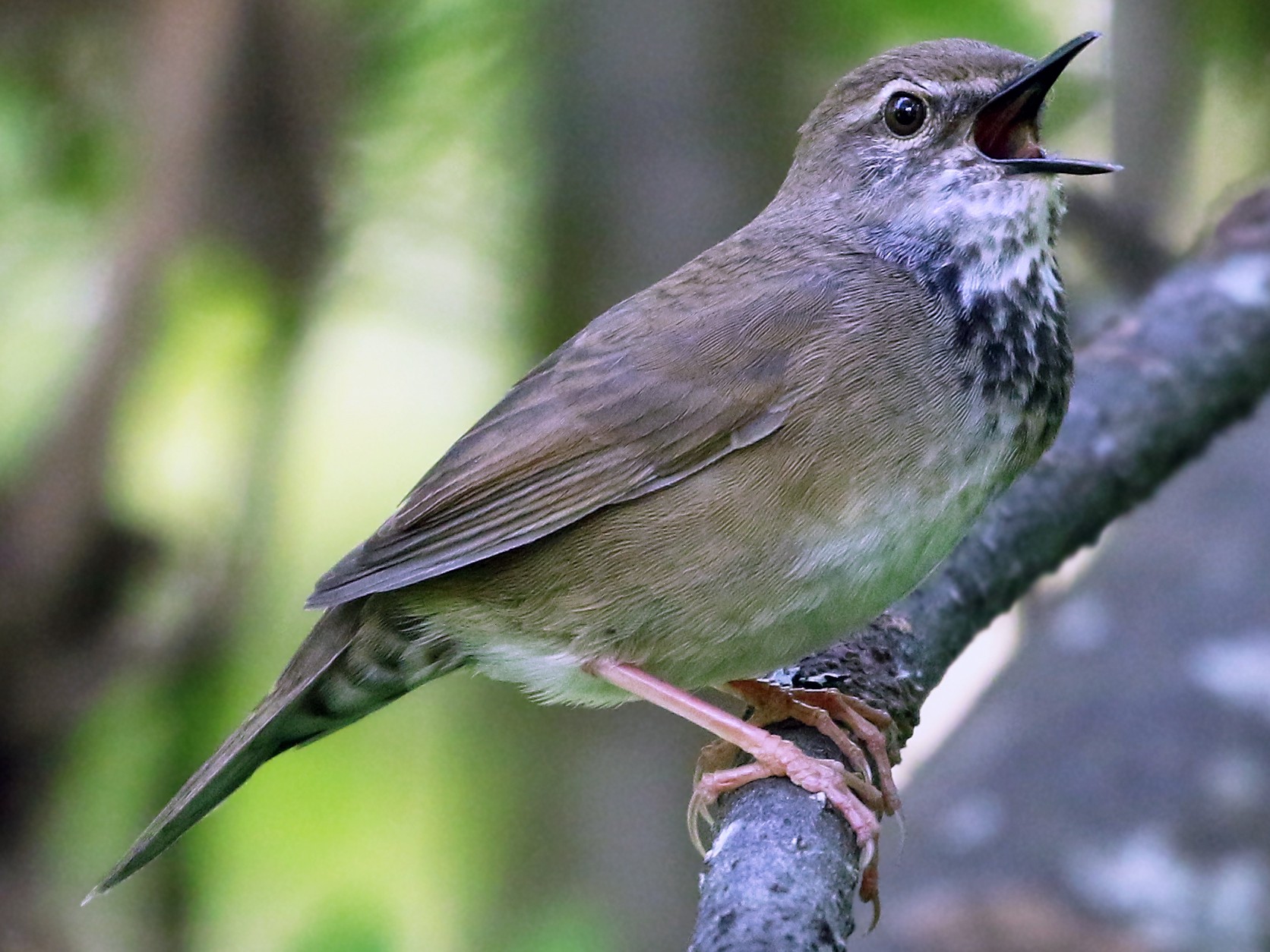 Baikal Bush Warbler - eBird