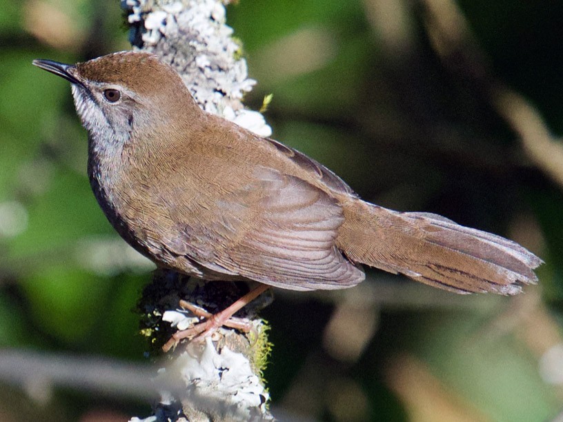 Spotted Bush Warbler - eBird