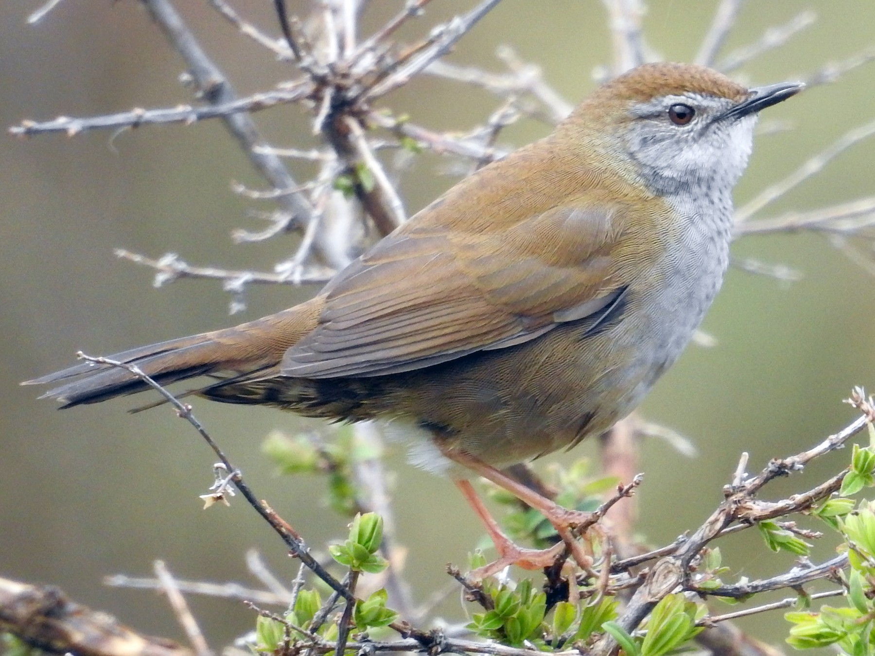 Spotted Bush Warbler - eBird