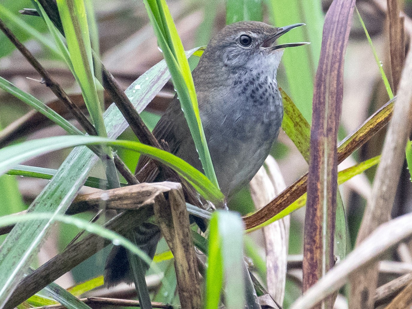 Spotted Bush Warbler - eBird