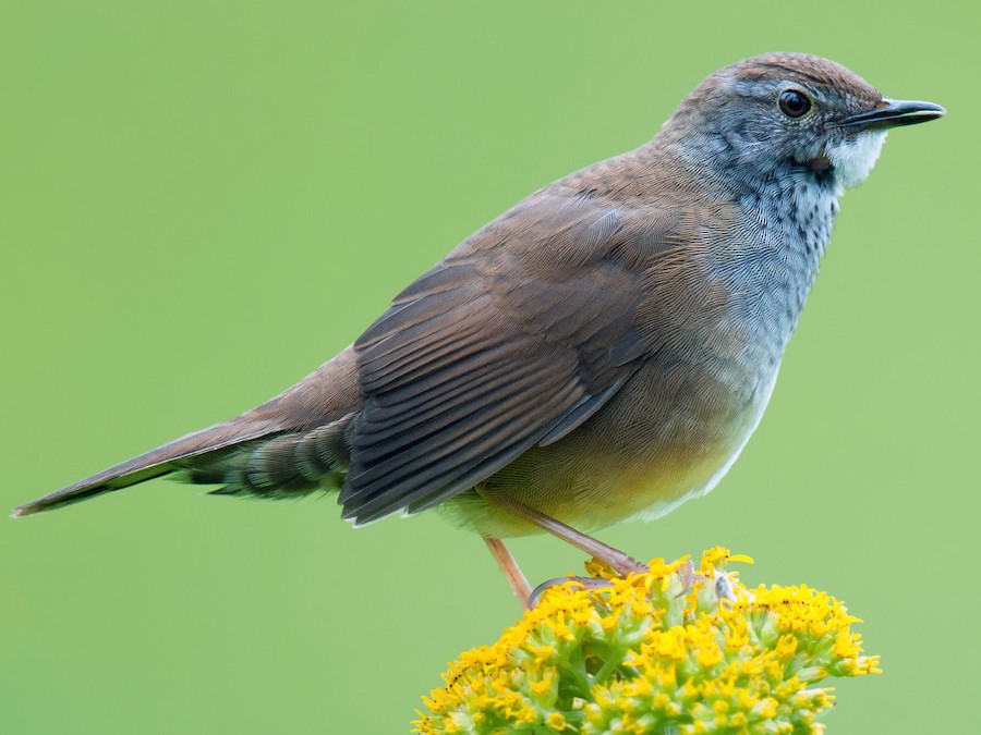Spotted Bush Warbler - eBird