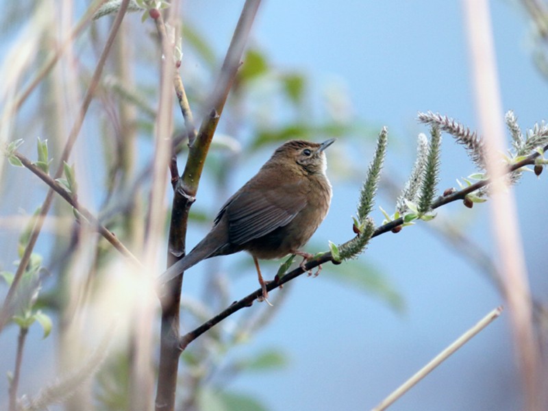 Russet Bush Warbler - eBird