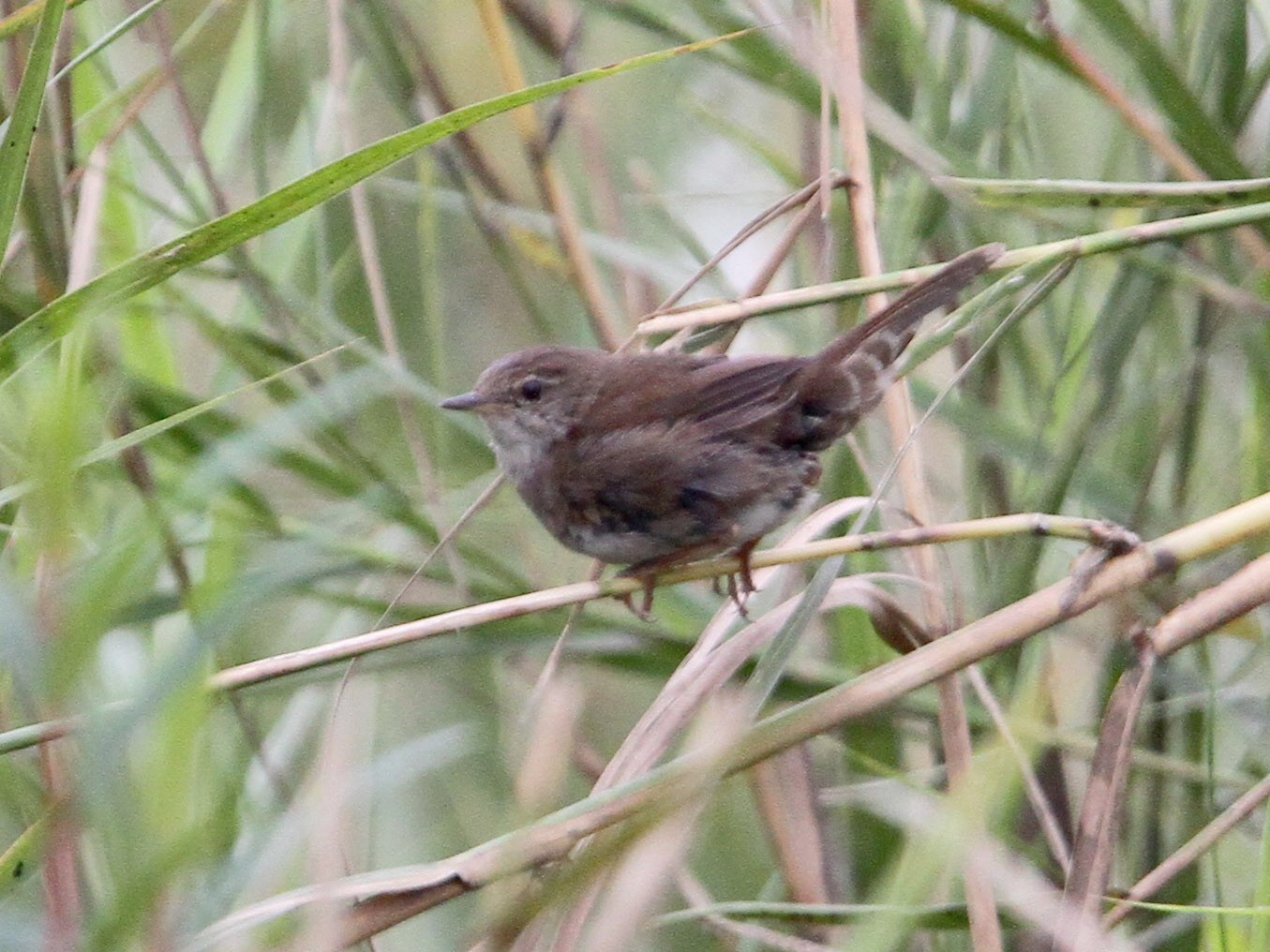 Russet Bush Warbler - eBird