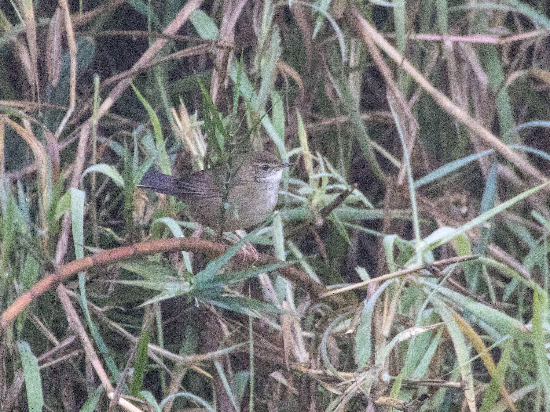 Spotted Bush Warbler - eBird