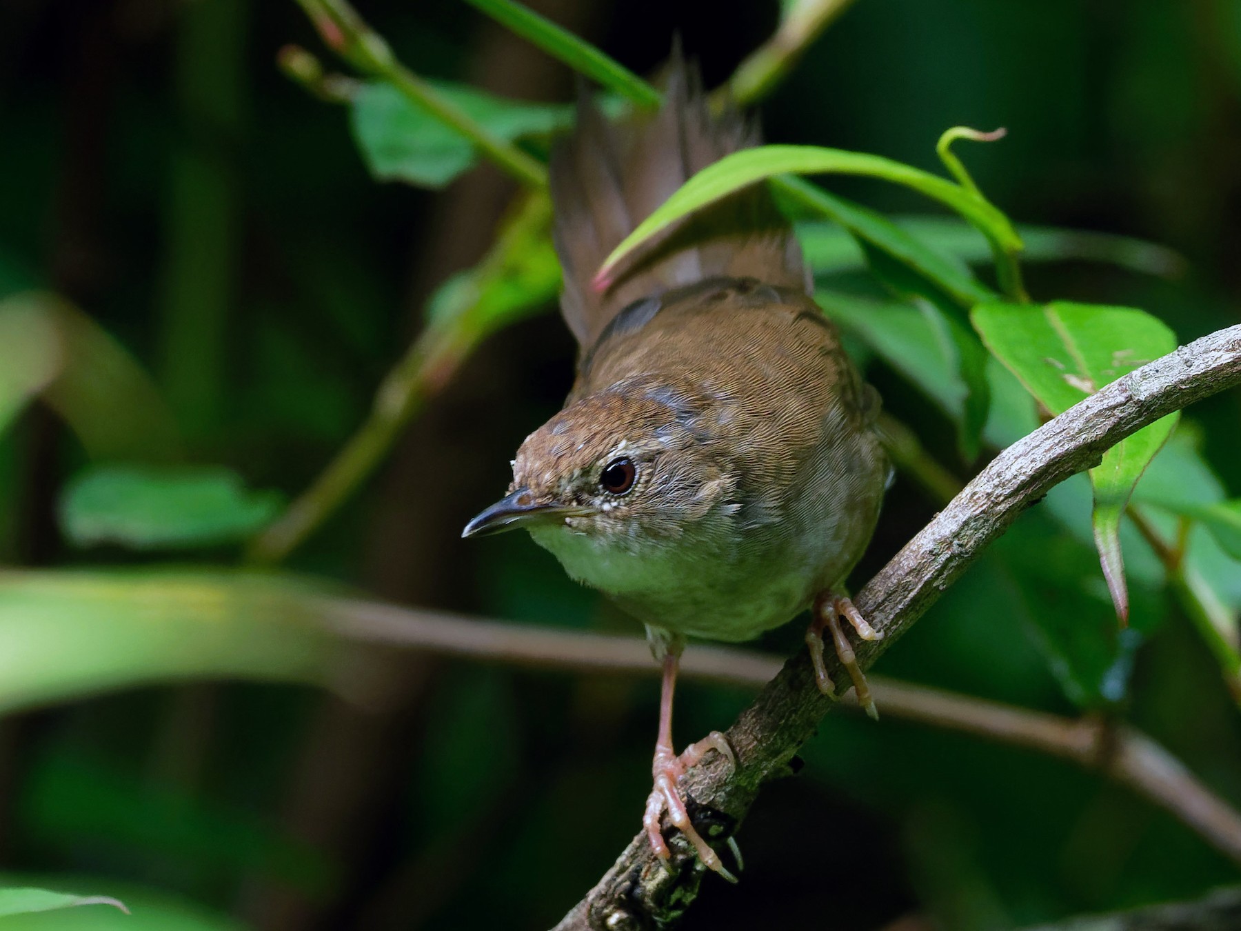 Russet Bush Warbler - eBird