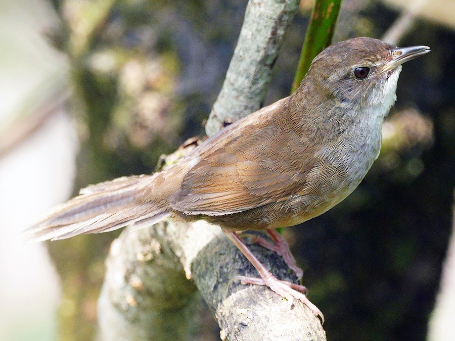 Russet Bush Warbler - eBird