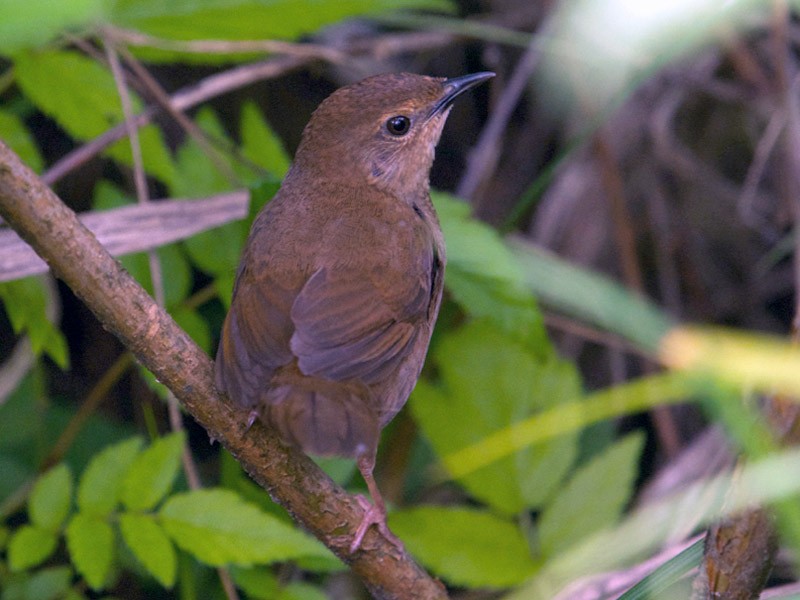 Sichuan Bush Warbler - eBird