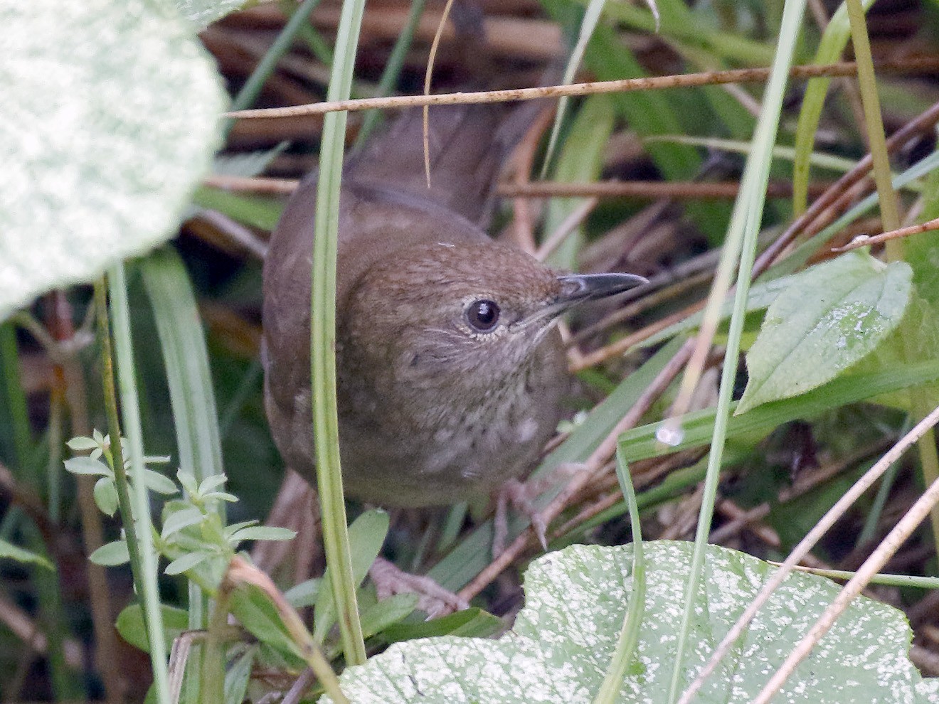 Sichuan Bush Warbler - eBird