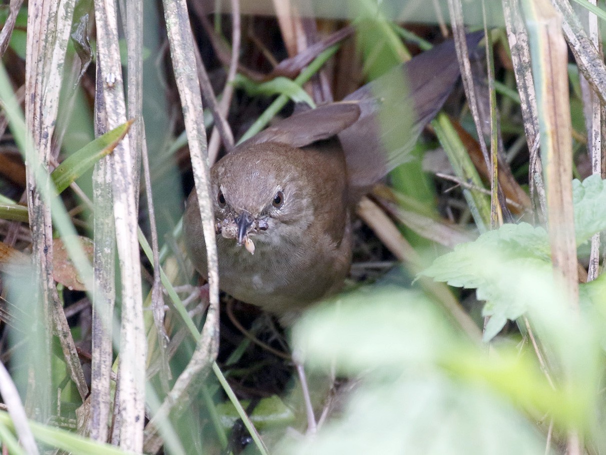 Sichuan Bush Warbler - eBird