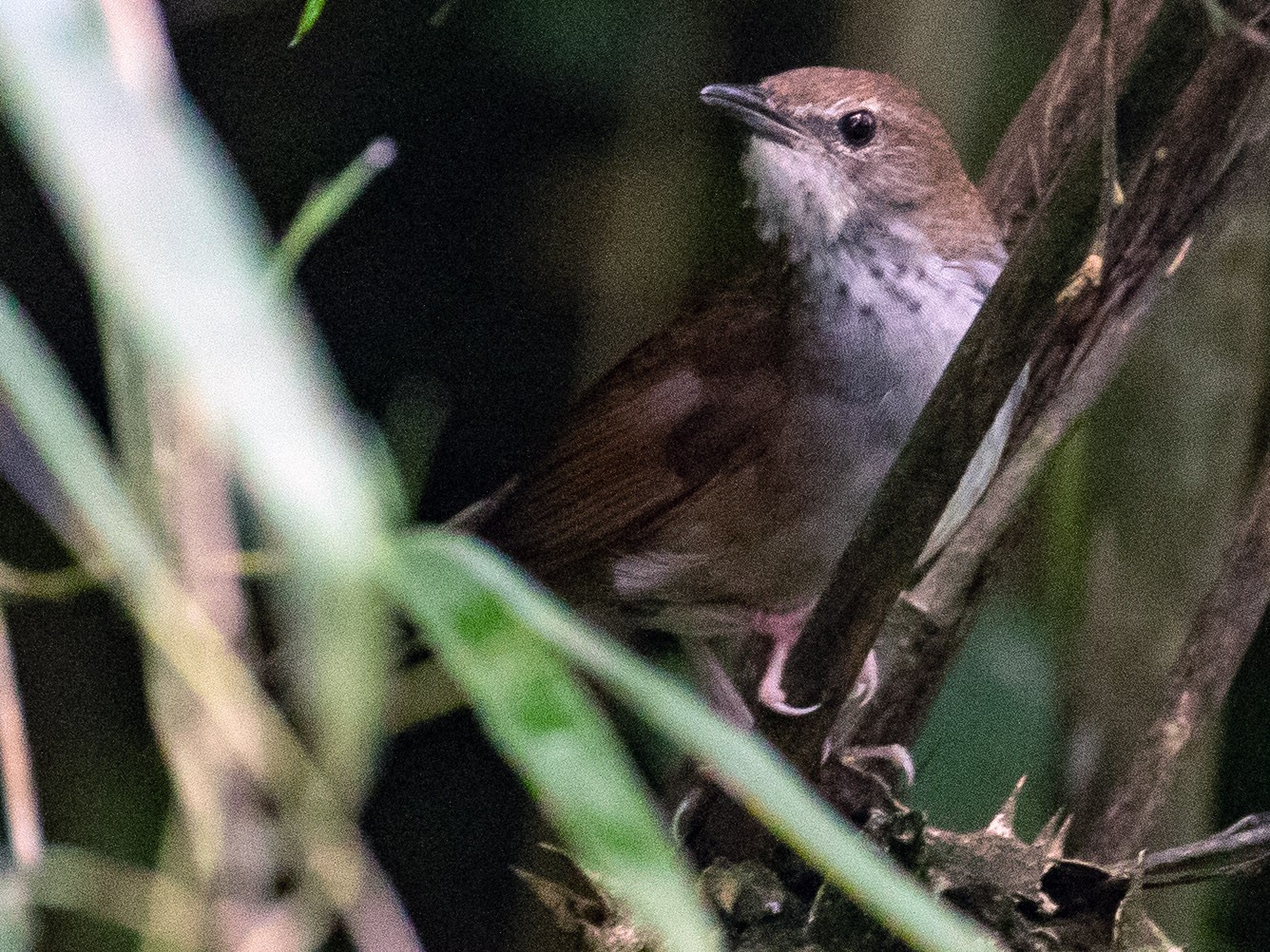 Locustelle de Cheng - eBird