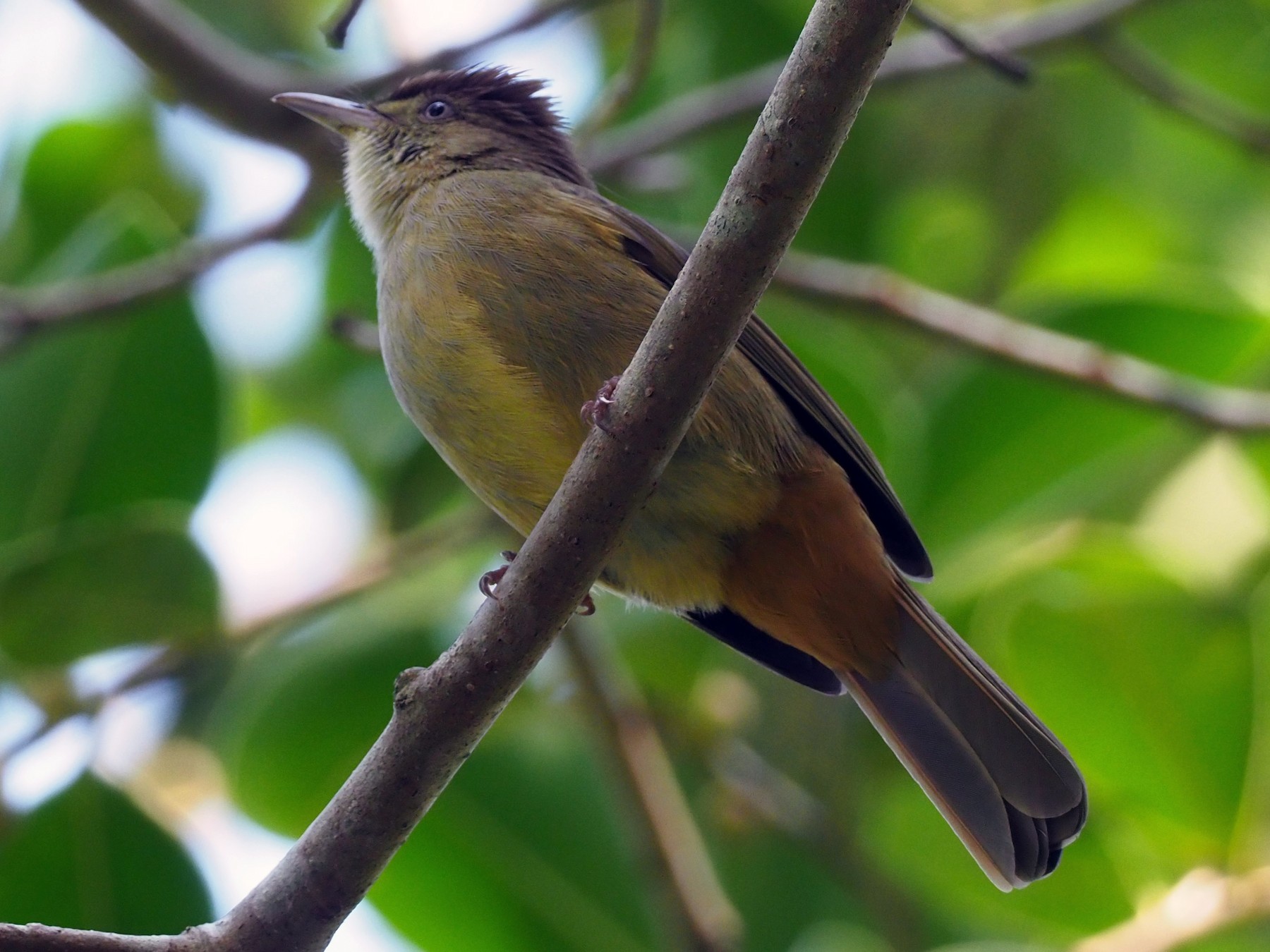 Gray-eyed Bulbul - eBird