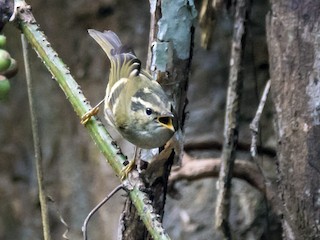 Chinese Leaf Warbler - eBird