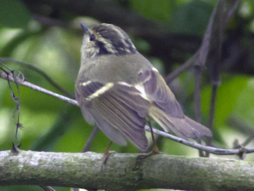Chinese Leaf Warbler - eBird