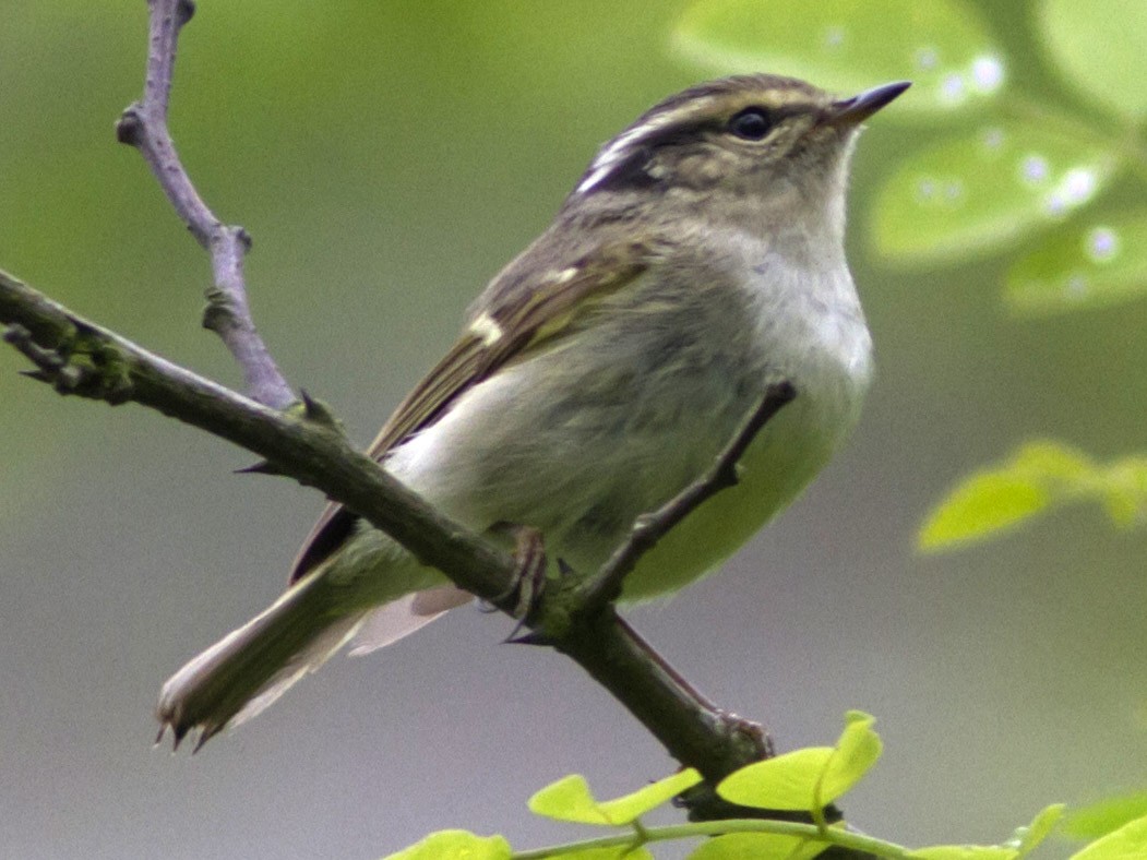 Chinese Leaf Warbler - eBird